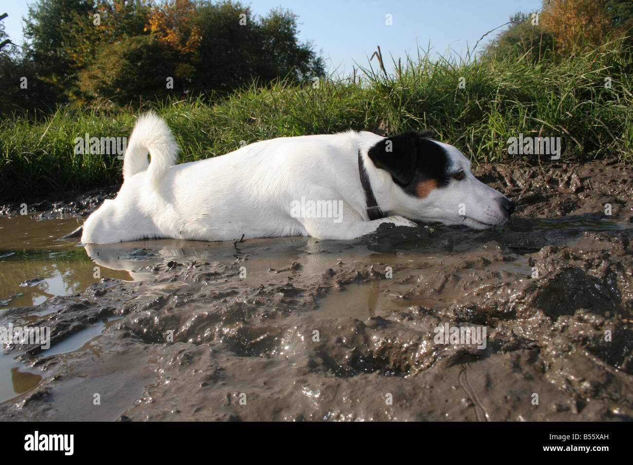 Laying in mud hi-res stock photography and images - Alamy