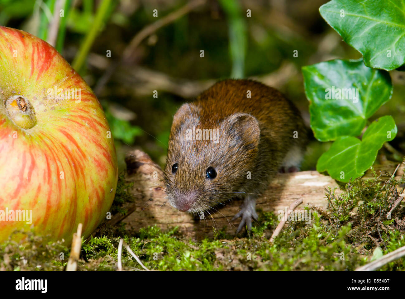 Short tailed vole hi-res stock photography and images - Alamy
