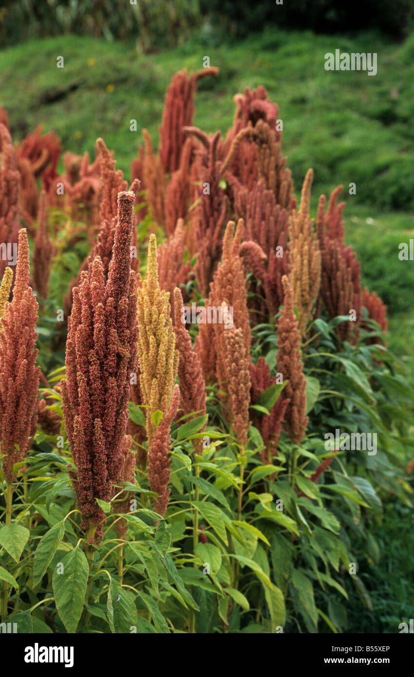 Field of Amaranth plants (Amaranthus genus ), Sacred Valley, Peru Stock ...