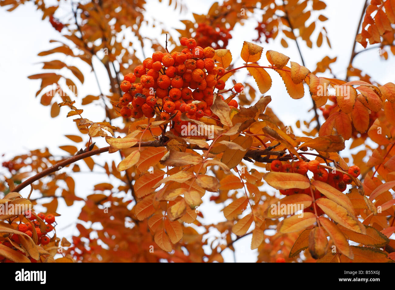 Rowanberry hi-res stock photography and images - Alamy
