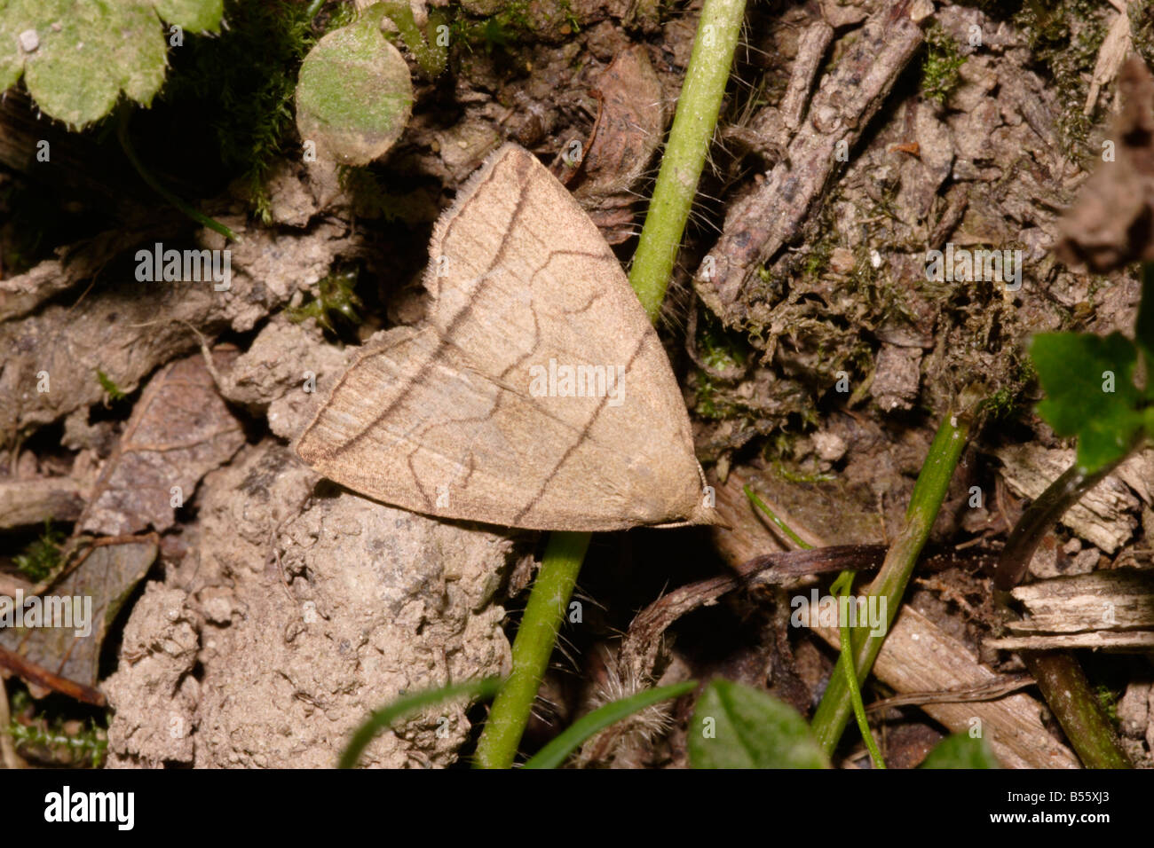 Small fan foot moth Herminea grisealis Noctuidae at rest during the day ...