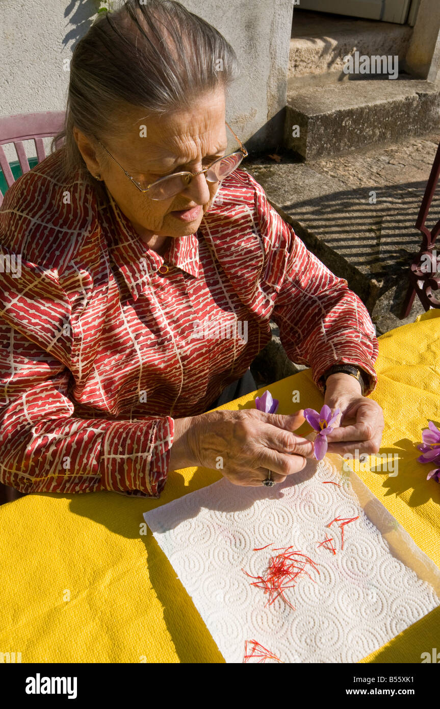 Plucking saffron from flower hi-res stock photography and images - Alamy