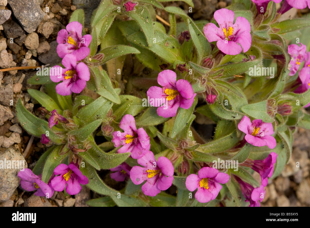 Skunky monkey flower hi-res stock photography and images - Alamy