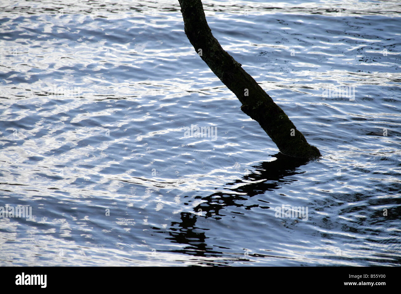 one tree submerged in flood water in lake Stock Photo - Alamy