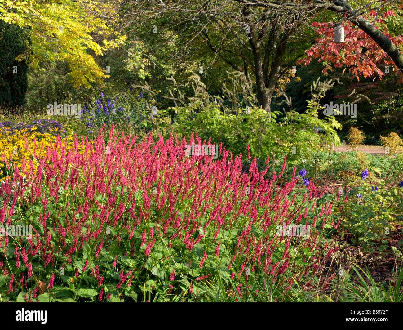 Polygonum Amplexicaule High Resolution Stock Photography and Images - Alamy