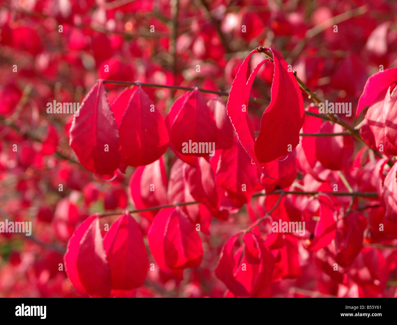 Compact burning bush (Euonymus alatus 'Compactus' Stock Photo - Alamy