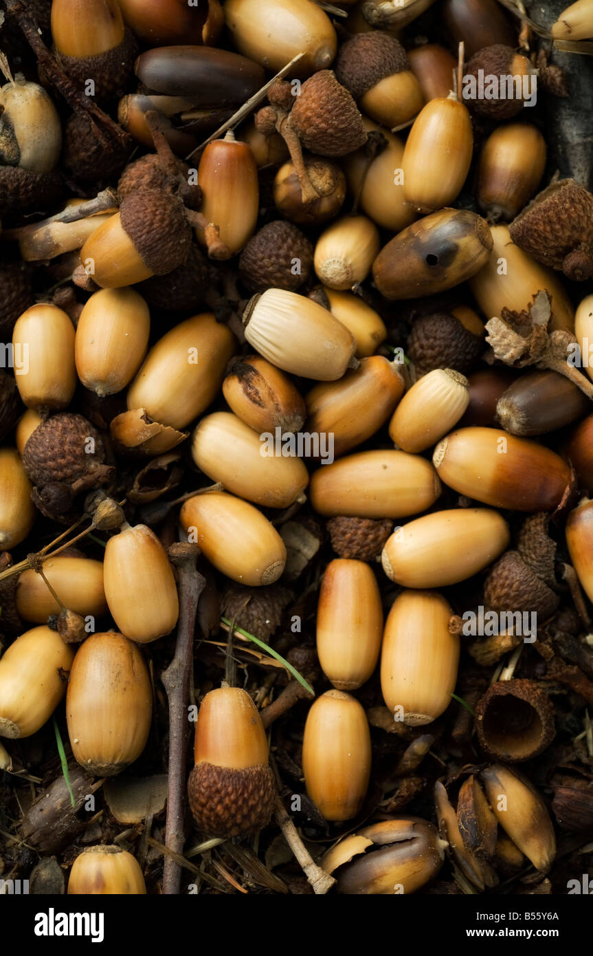 Fallen acorns under the oak tree Stock Photo - Alamy