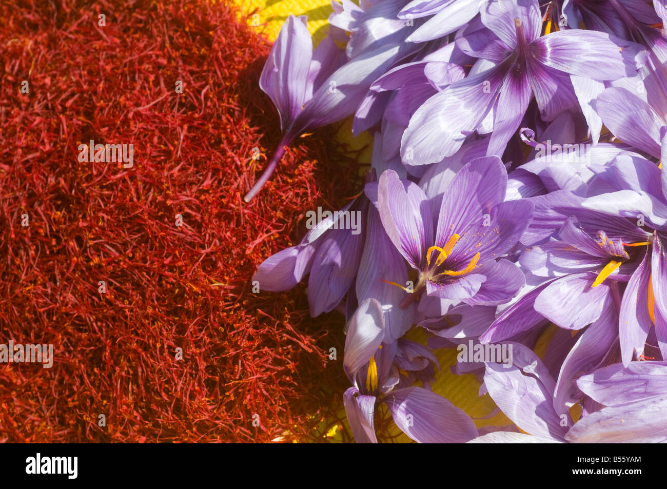 Saffron crocus hi-res stock photography and images - Alamy
