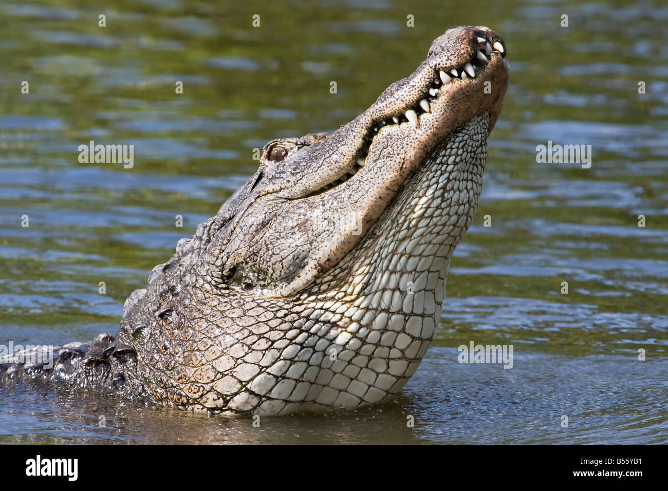American alligator hi-res stock photography and images - Alamy