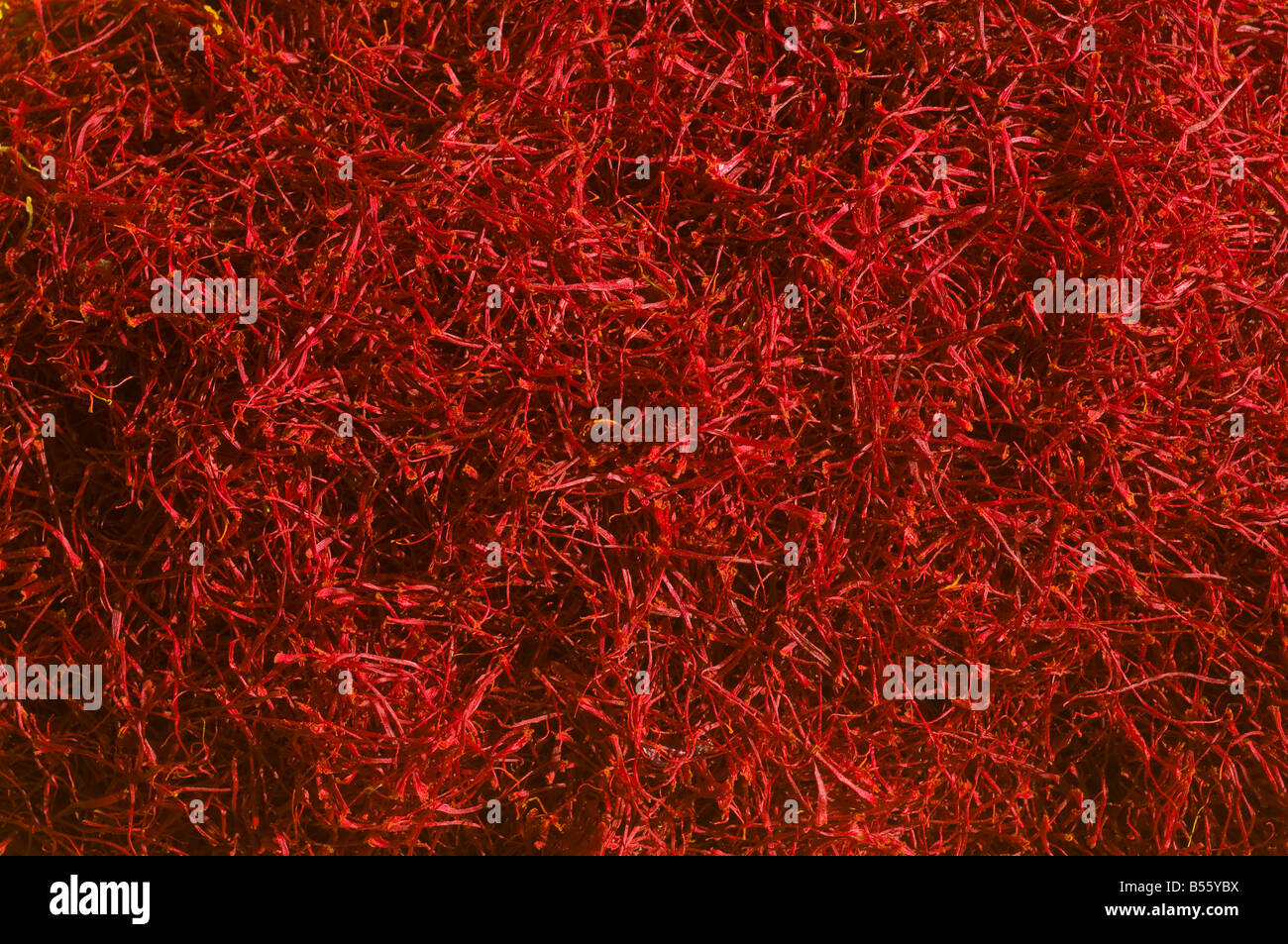 Saffron crocus sativus safran hi-res stock photography and images - Alamy