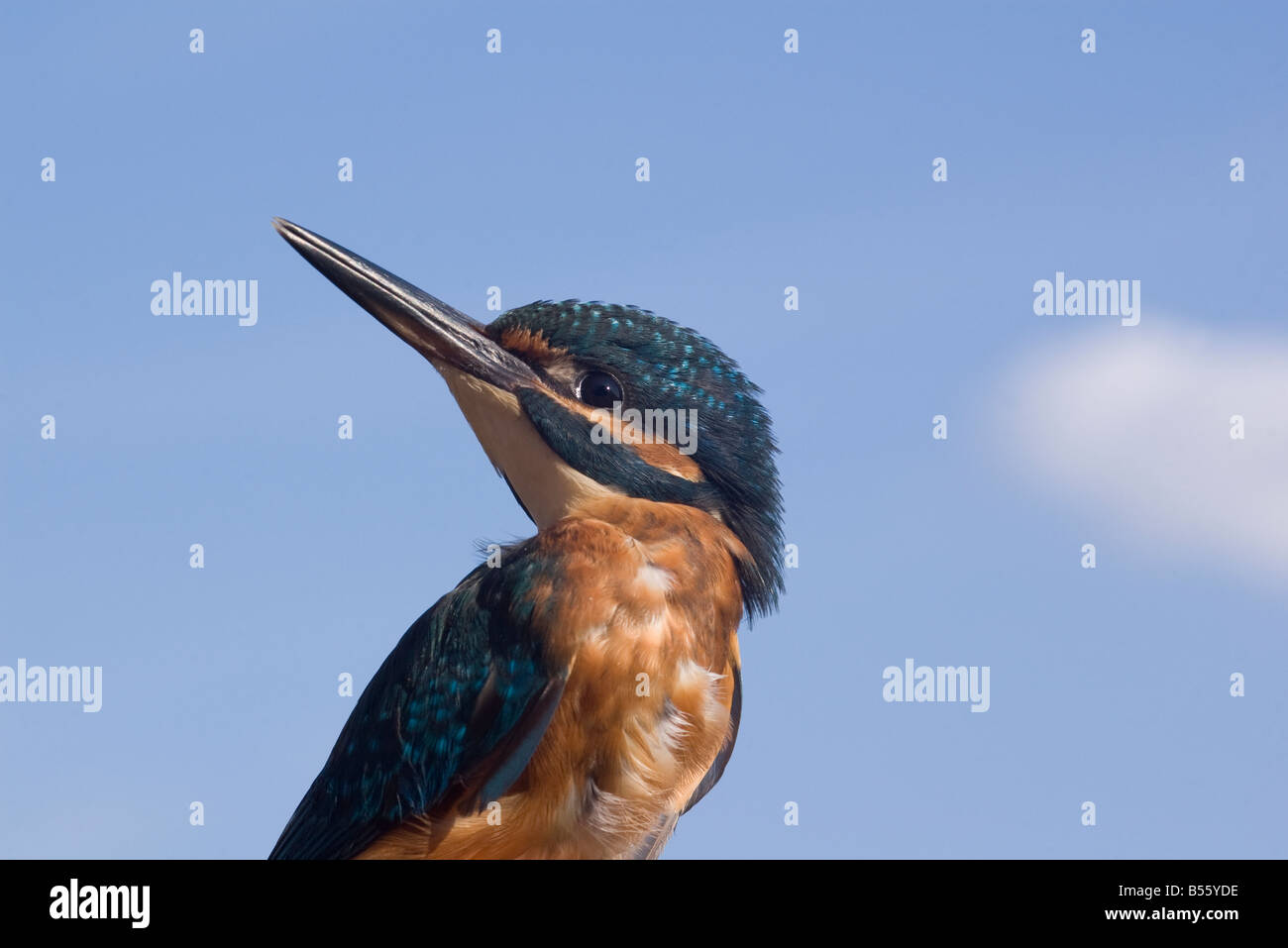 Alcedo atthis Common Kingfisher bird wild bird Stock Photo - Alamy