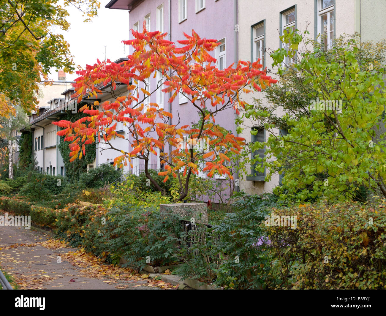 Sumach tree hi-res stock photography and images - Alamy
