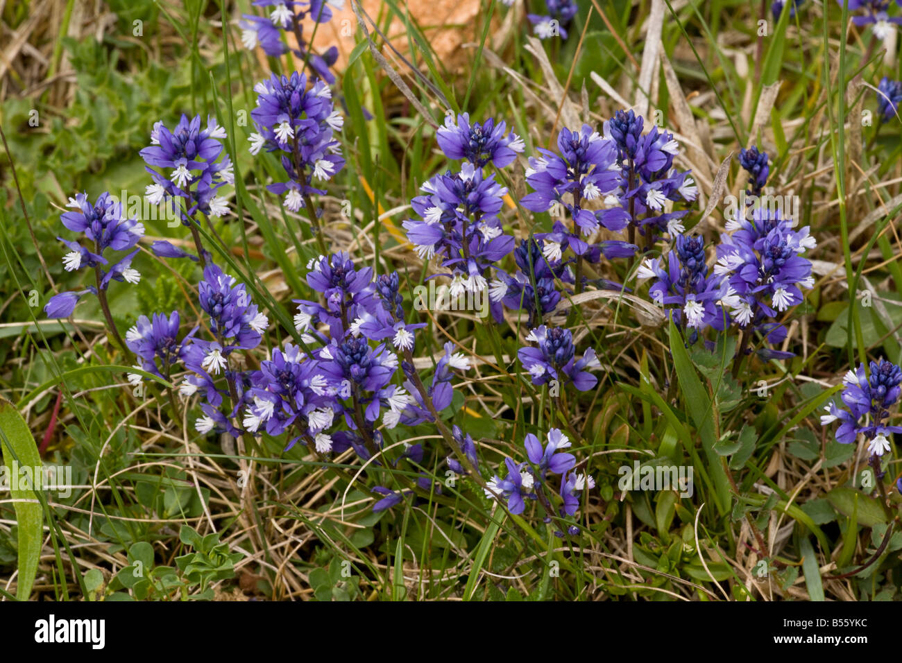 Chalk milkwort hi-res stock photography and images - Alamy