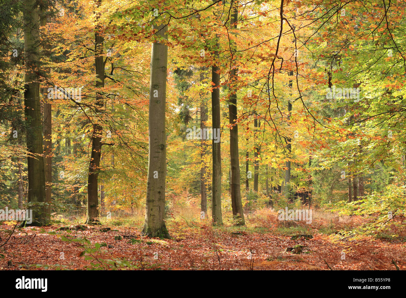 Beech forest in autumn Fagus sylvatica Stock Photo - Alamy