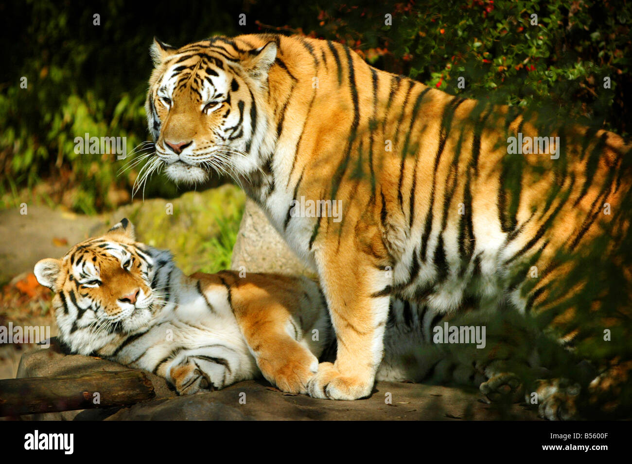 Fluffy tigers hi-res stock photography and images - Alamy