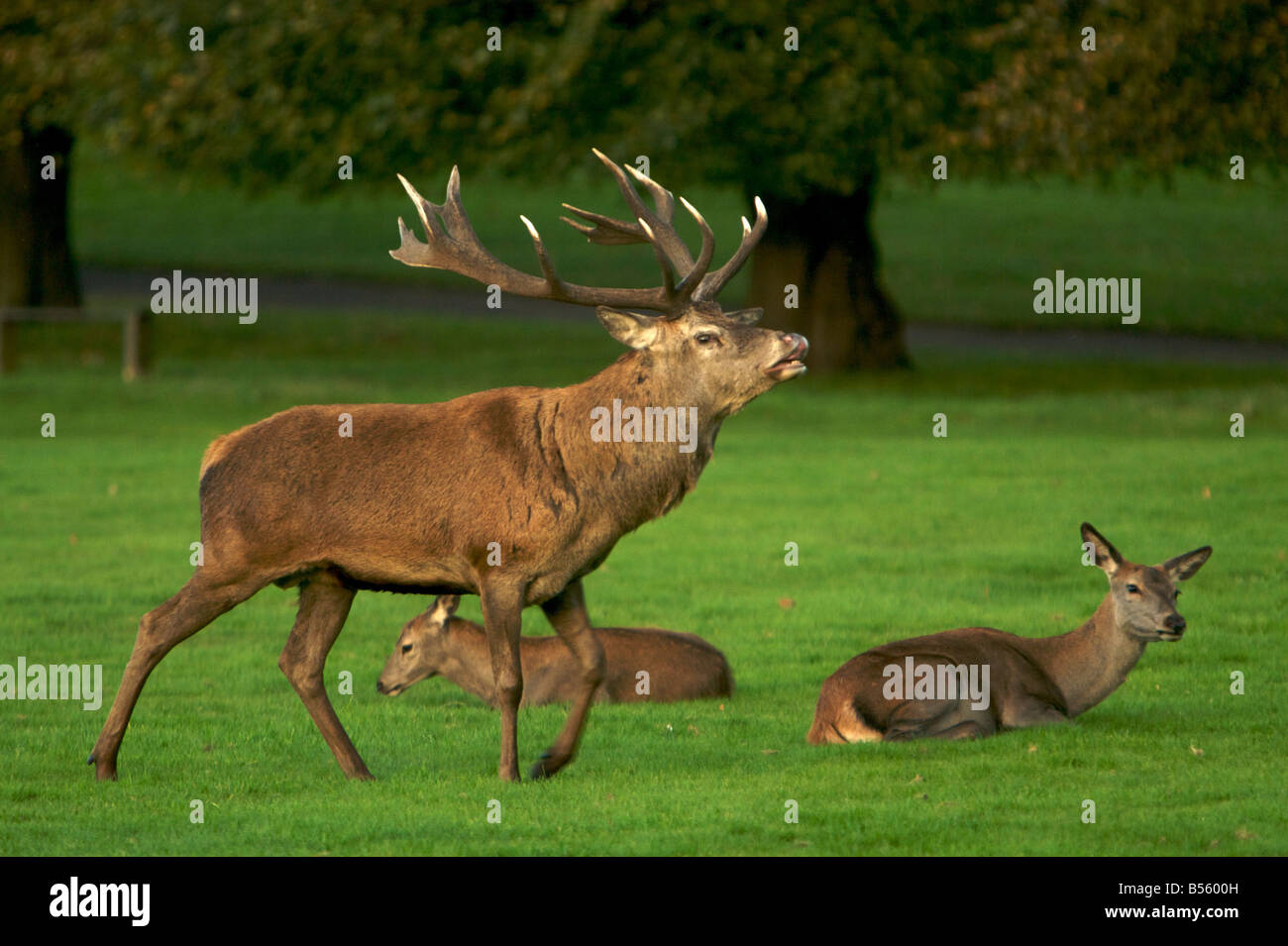 Stag rutt hi-res stock photography and images - Alamy