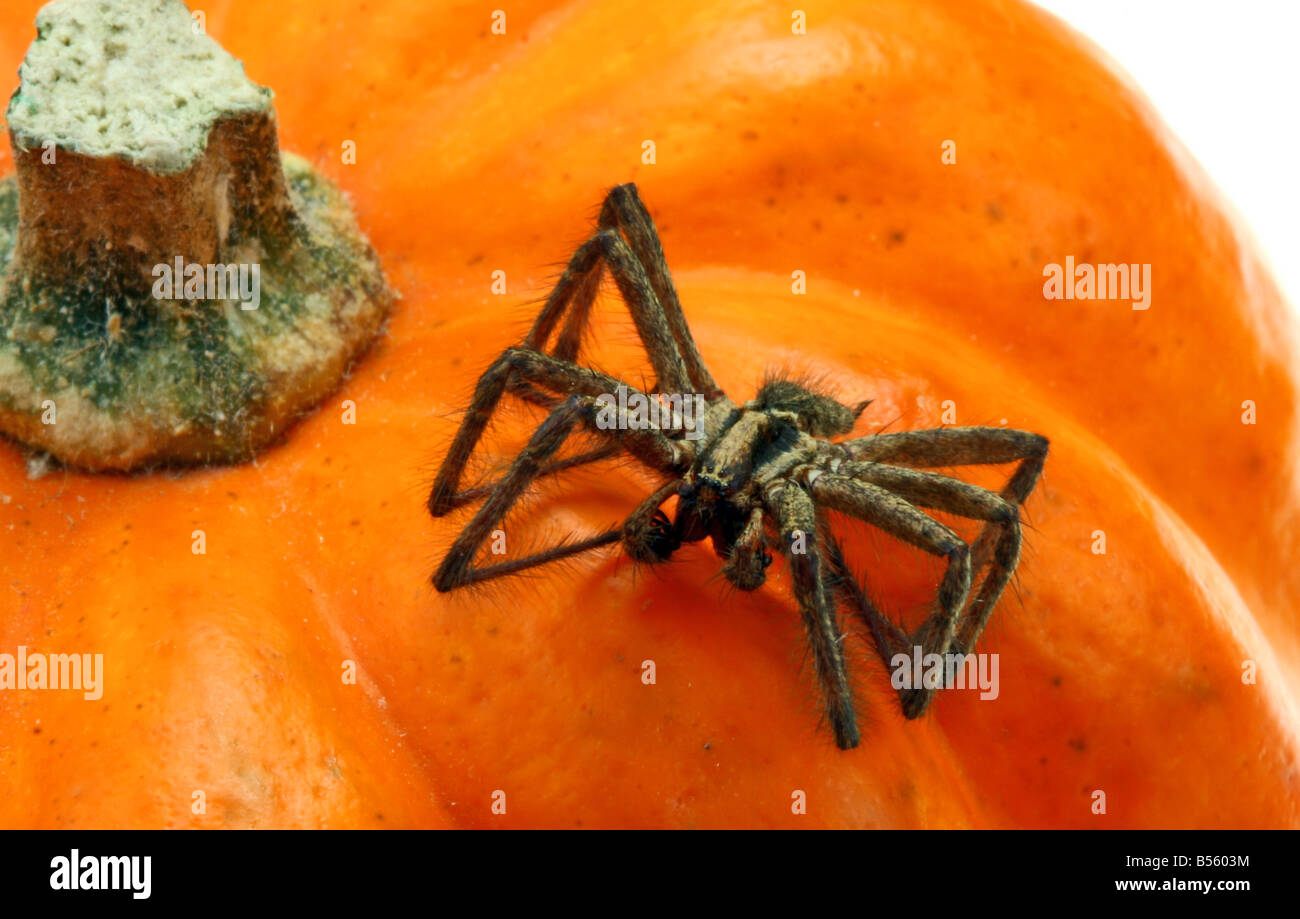 Pumpkin spider hi-res stock photography and images - Alamy