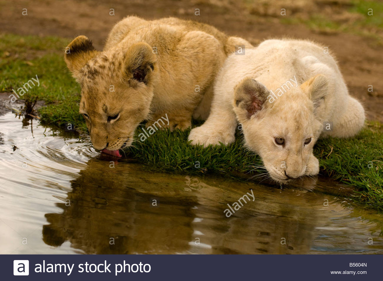 Animals Lion Cub Elephant Stock Photos & Animals Lion Cub Elephant ...