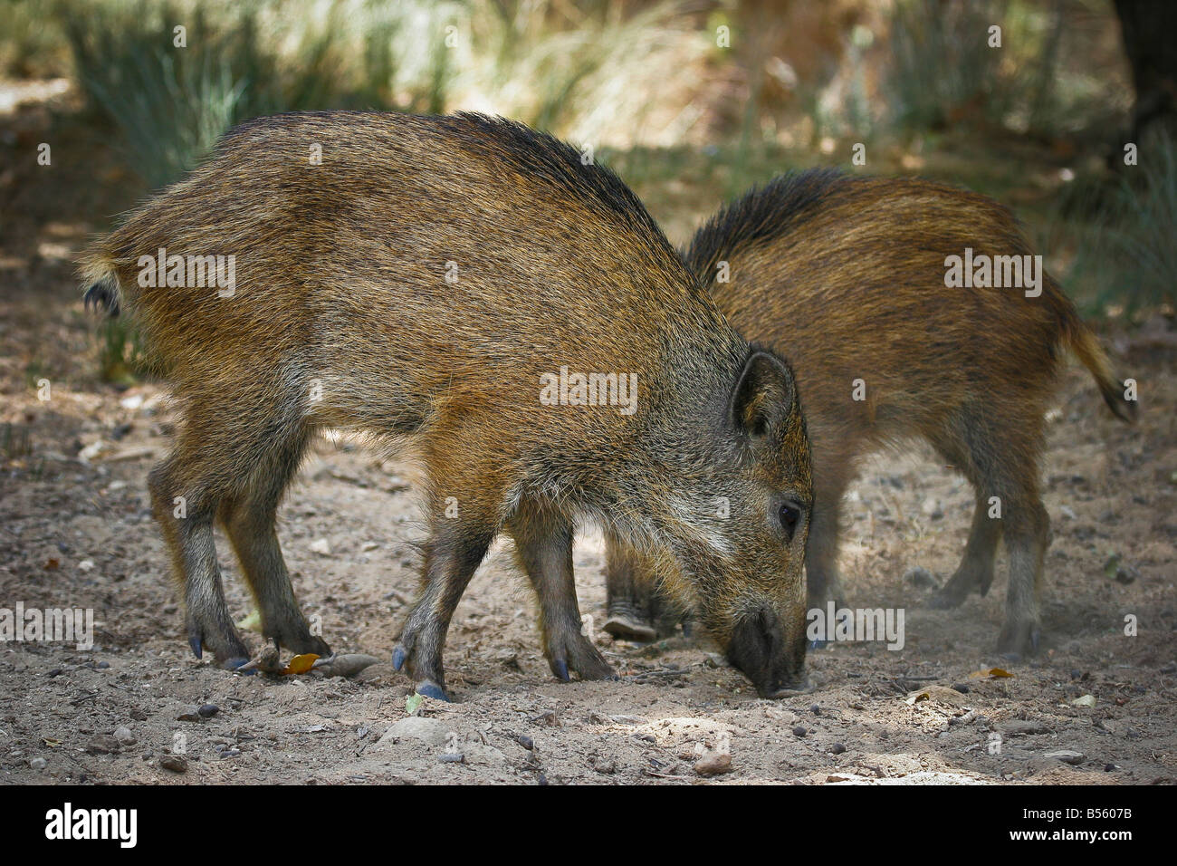 Boars hi-res stock photography and images - Alamy
