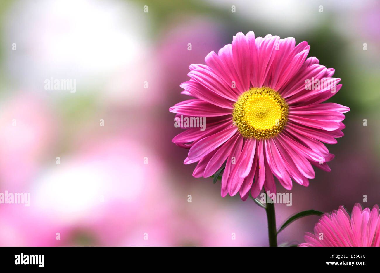 Pink Gerbera flower, multiple HDR shots Stock Photo - Alamy