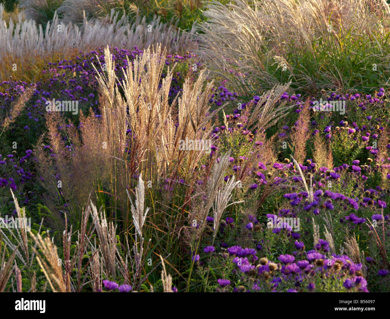 Aster sinensis hi-res stock photography and images - Alamy