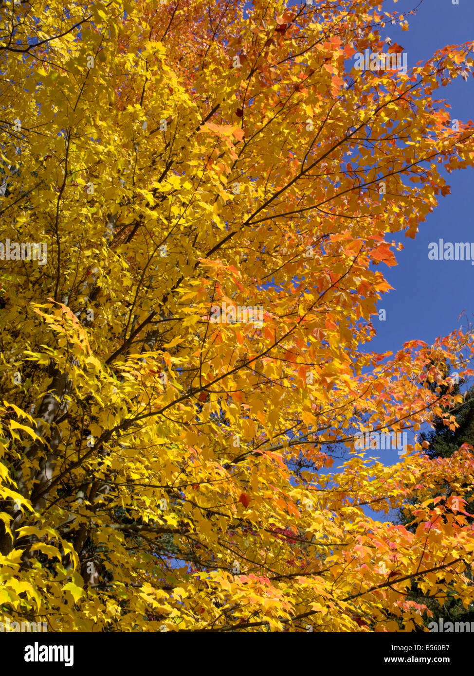 Acer rubrum tree hi-res stock photography and images - Alamy
