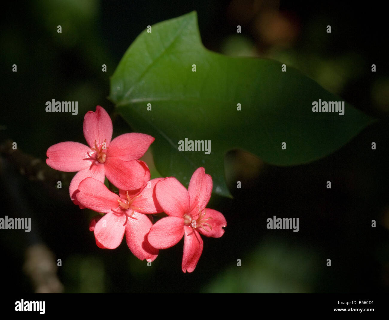 Jatropha integerrima Spicy Jatrophs plant with red flowers Stock Photo ...