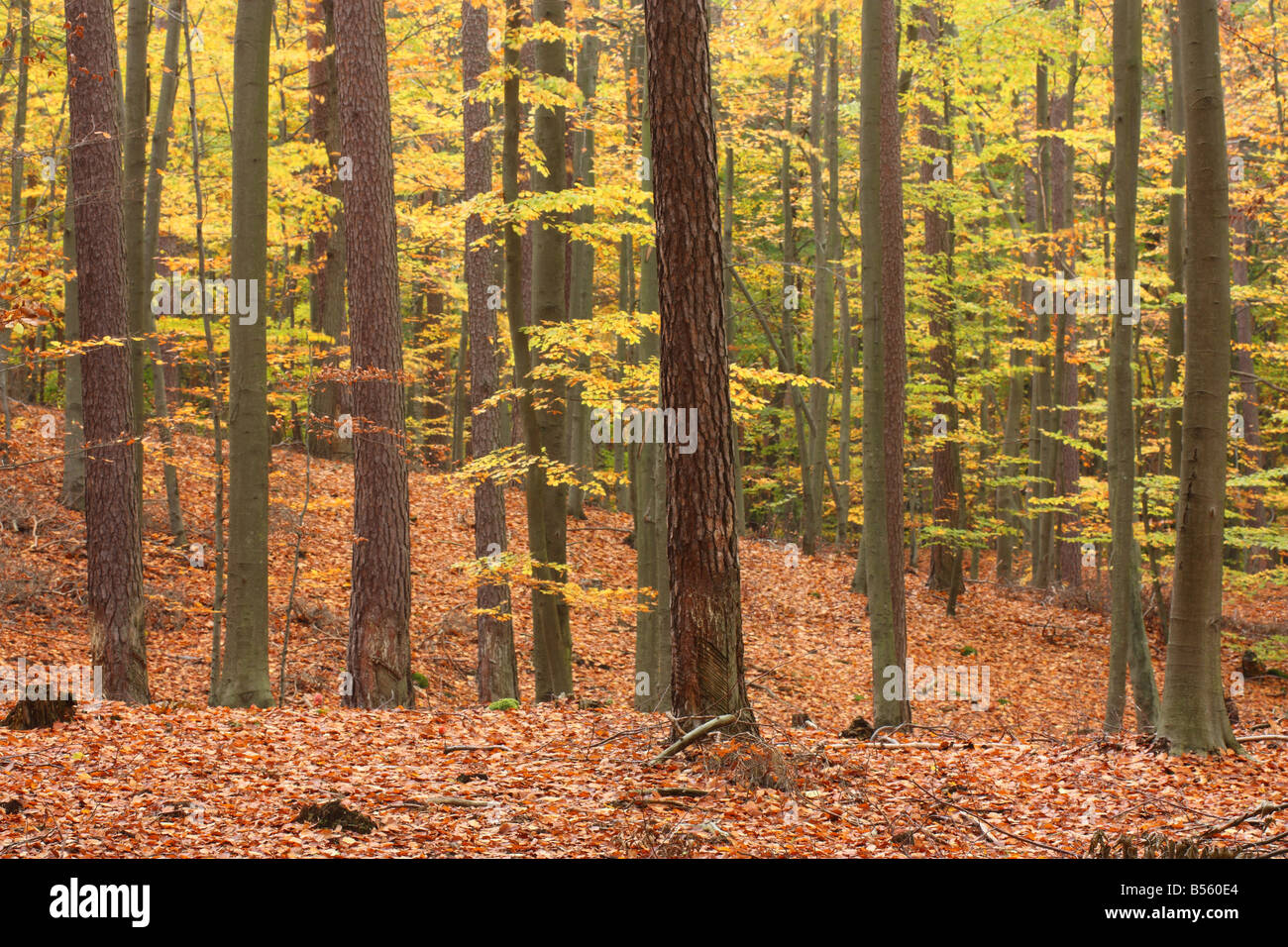 Beech forest in autumn Stock Photo - Alamy