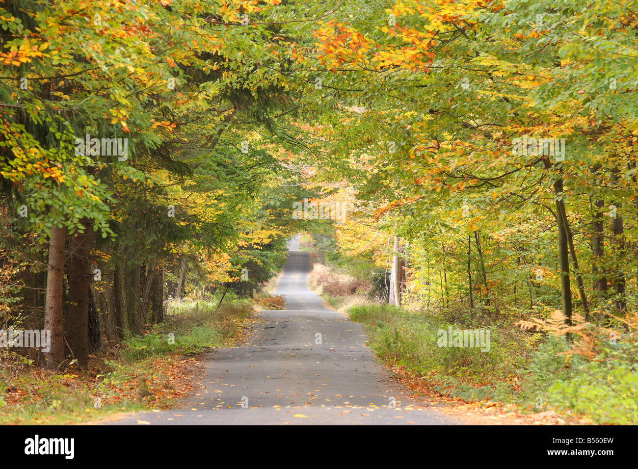 Lime trees lane turning yellow in autumn Tilia cordata Stock Photo - Alamy