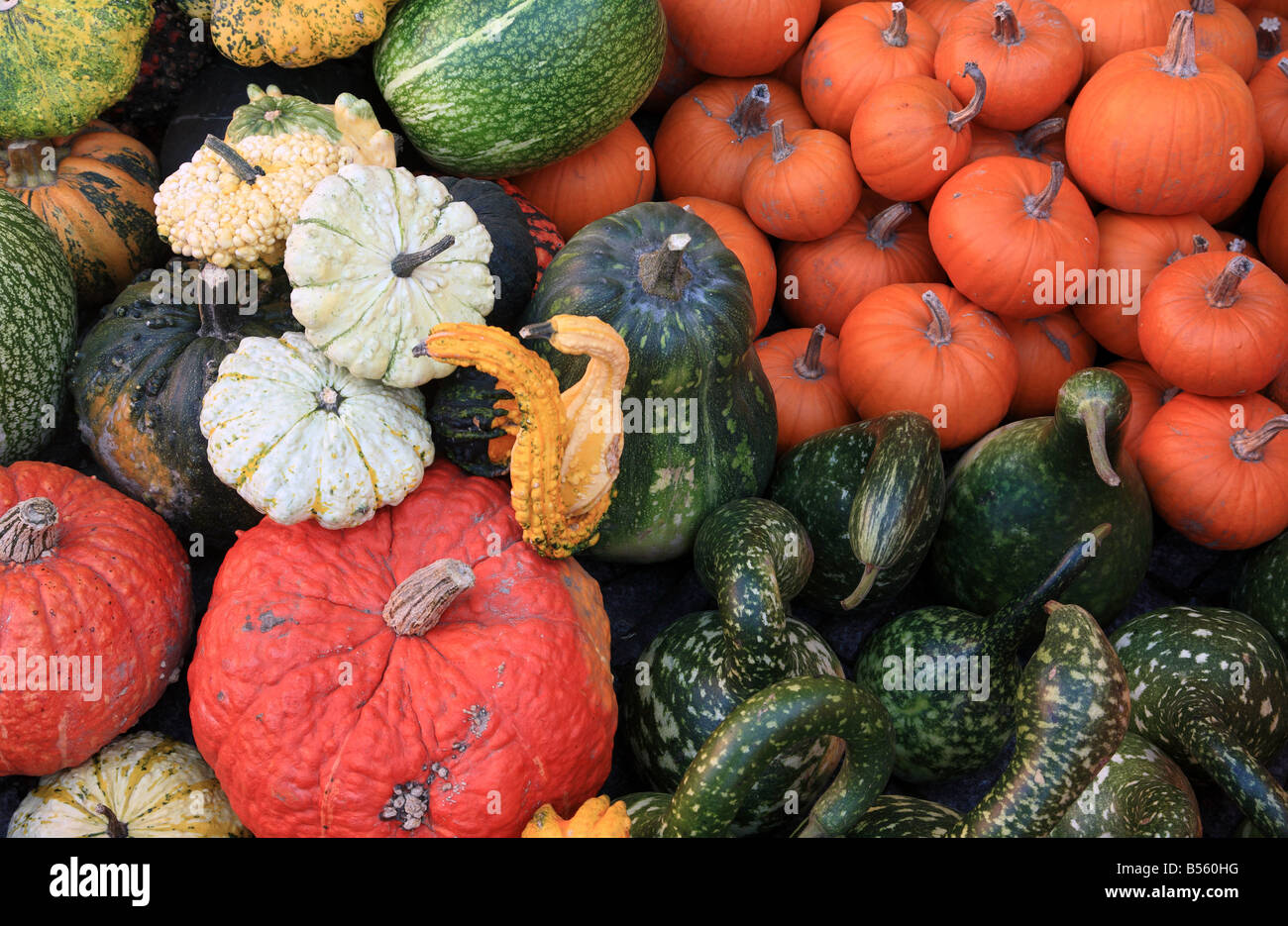 Multicoloured multicolored and multishaped pumpkins Stock Photo - Alamy