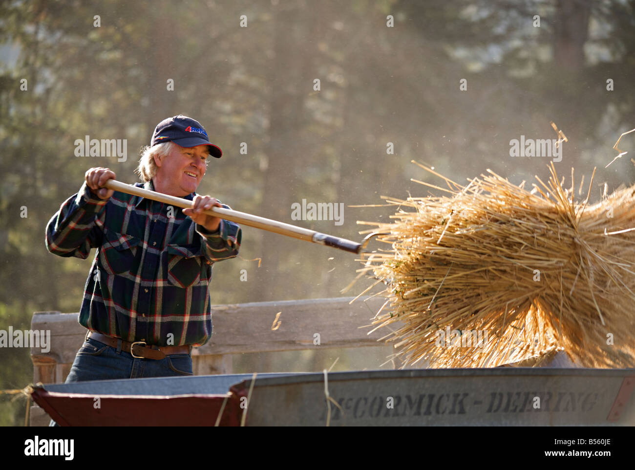 Wheat threshing hi-res stock photography and images - Alamy