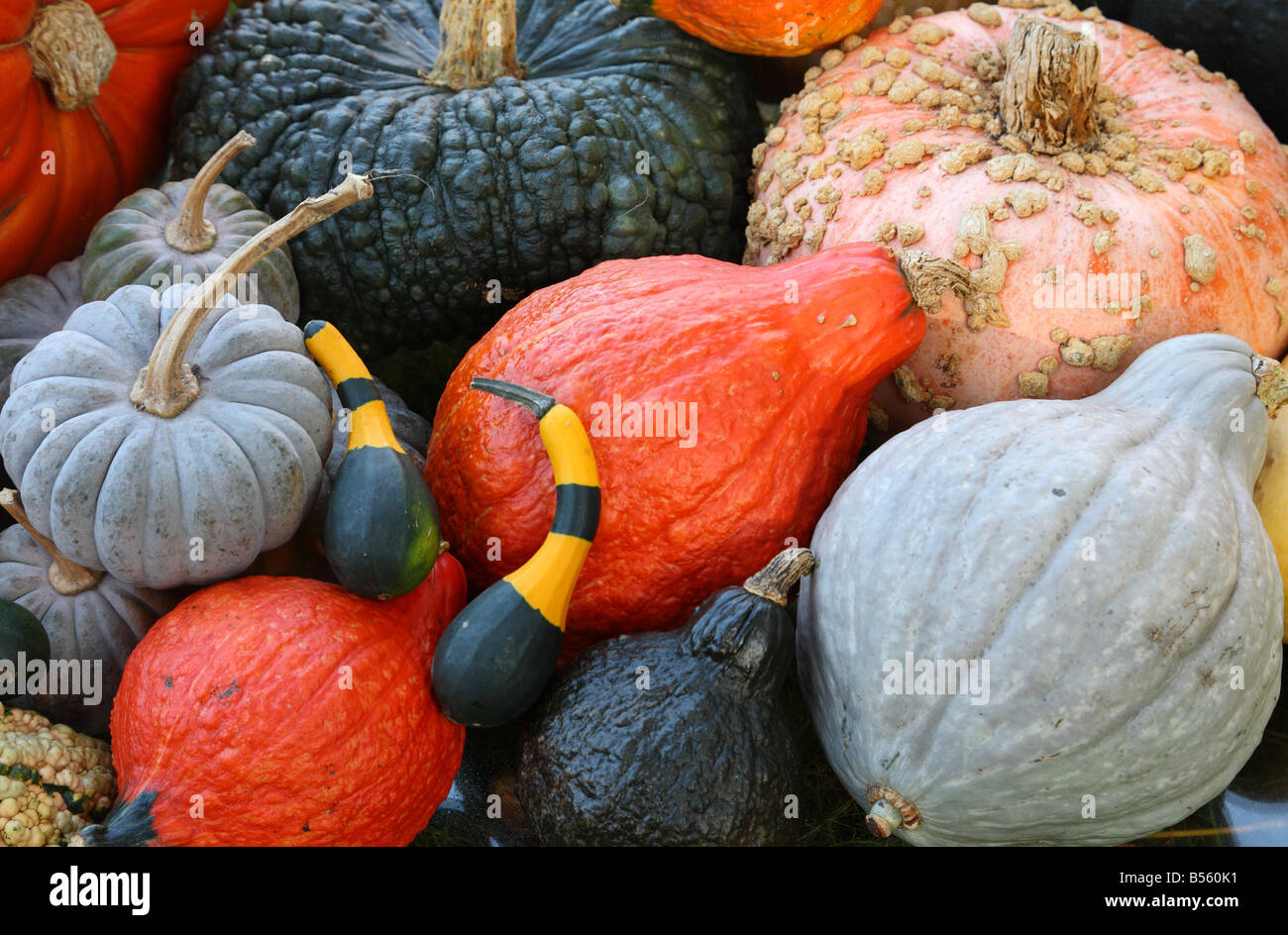 Multicoloured multicolored and multishaped pumpkins Stock Photo - Alamy
