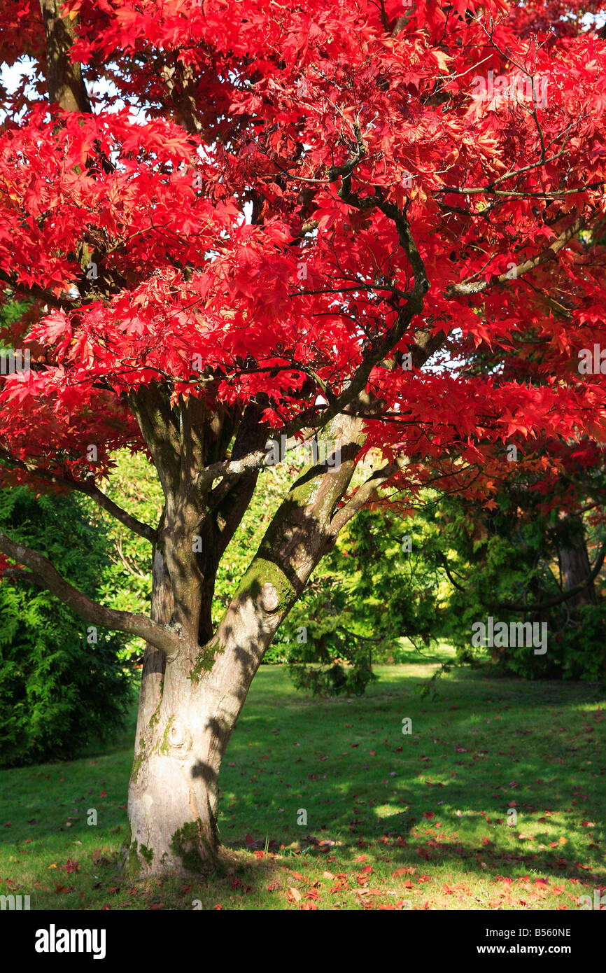 Red maple tree in the autumn in Sheffield Park Sussex England Stock ...