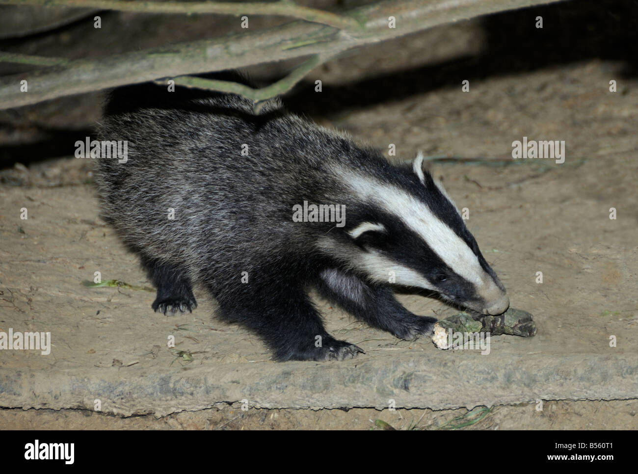 Badger playing with log Stock Photo - Alamy