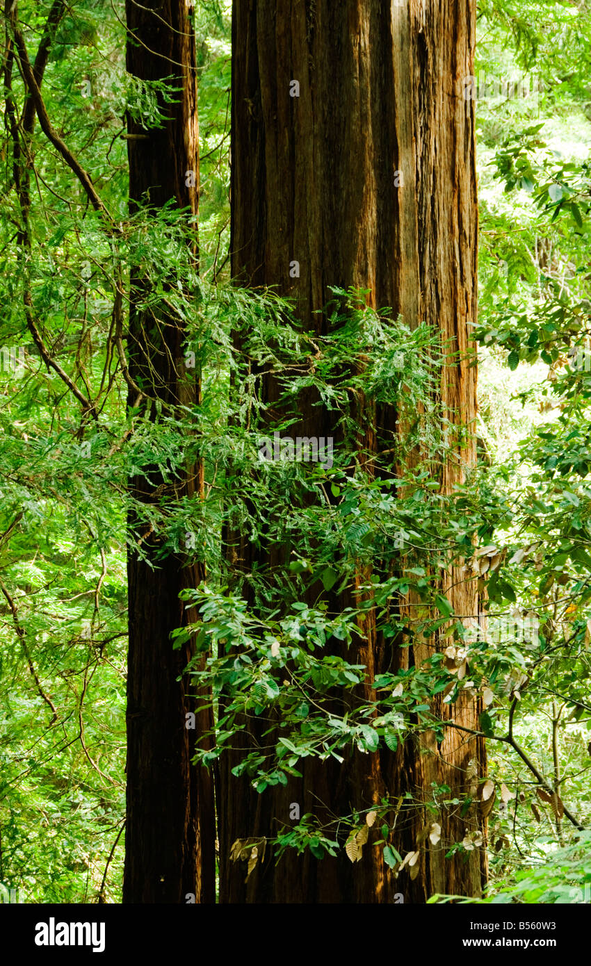 California San Francisco The trunk of a mature redwood tree at Muir ...