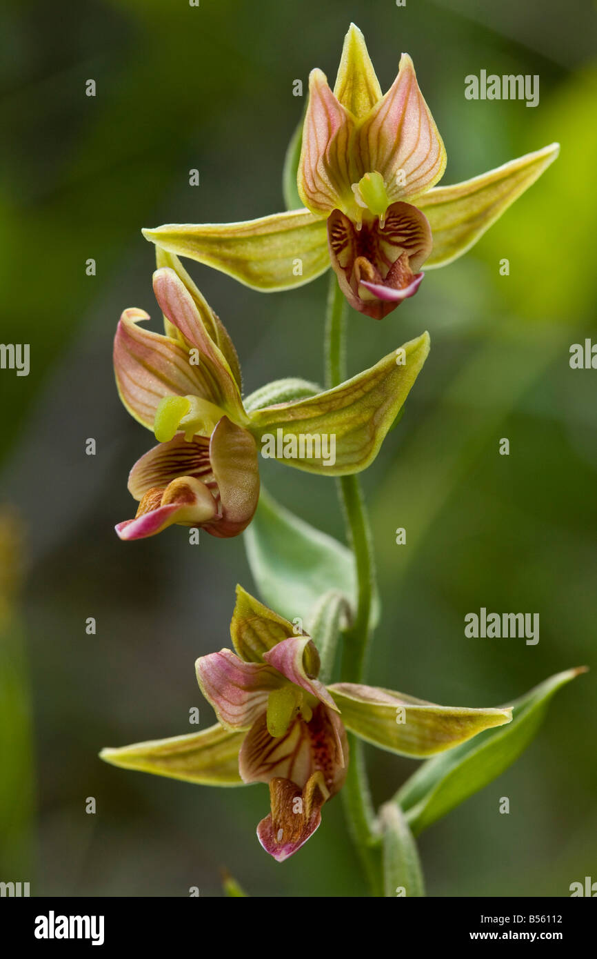Giant Helleborine Epipactis gigantea beautiful wetland orchid Klamath ...