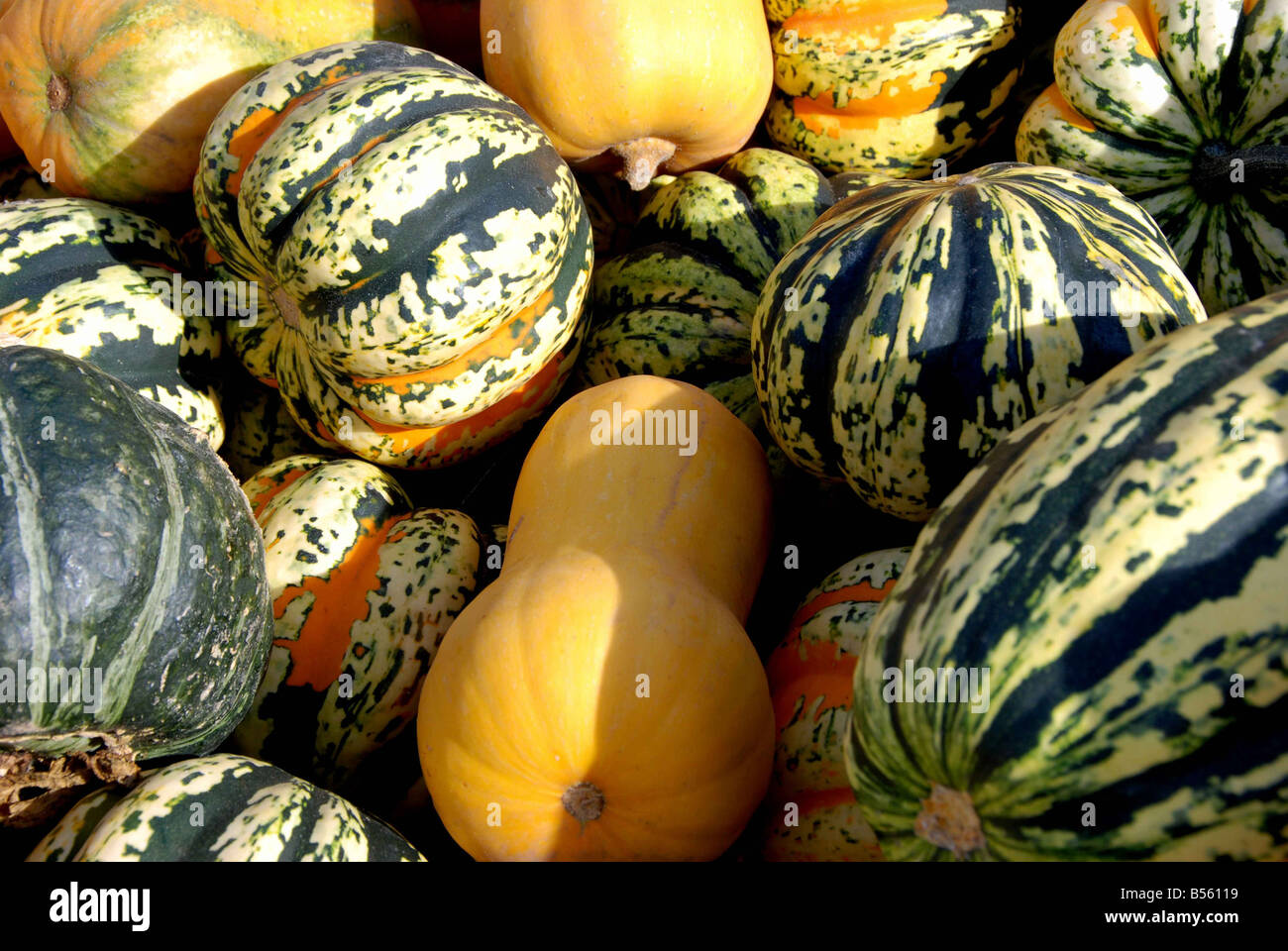 Colorful fall squash Stock Photo - Alamy