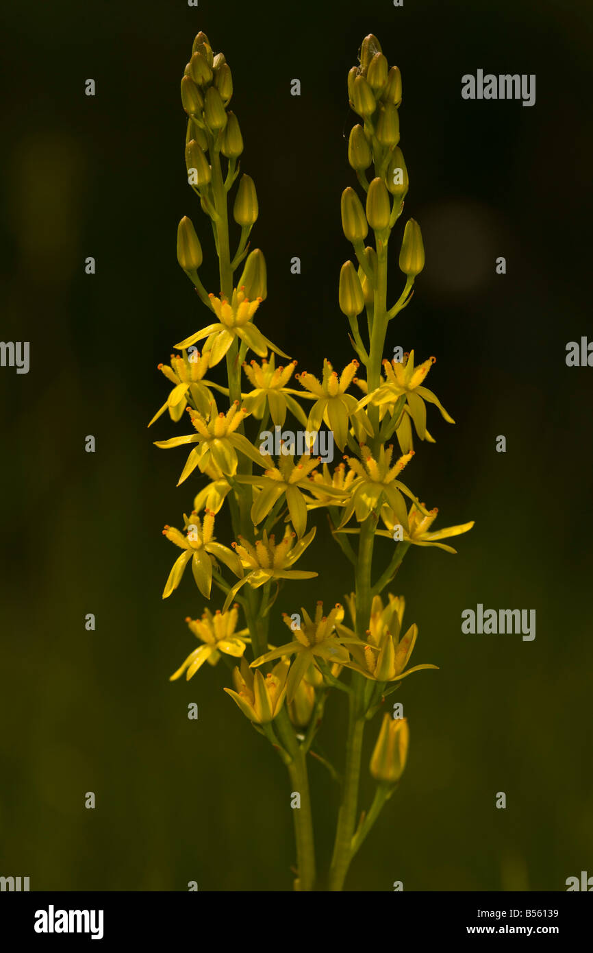 Californian Bog Asphodel Narthecium californicum in bog Mount Eddy ...