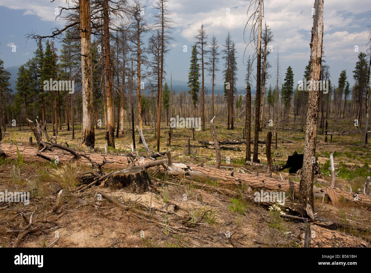 Site of huge forest fire at Lake Davis Cascade Mts South Oregon Stock ...