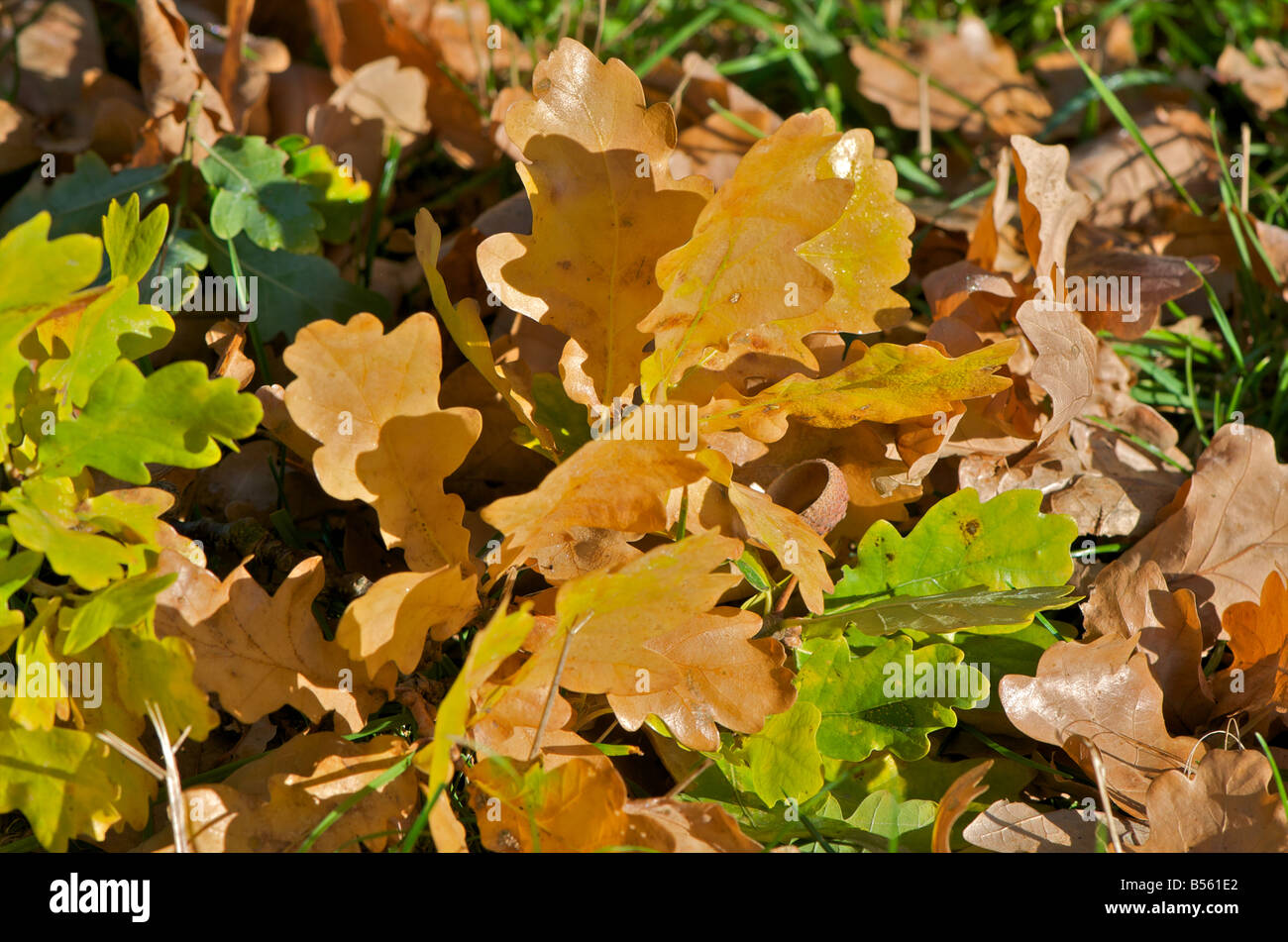 English oak leaves hi-res stock photography and images - Alamy