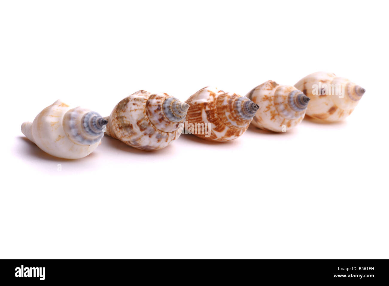 Exotic shells Cut Out Stock Images & Pictures - Alamy