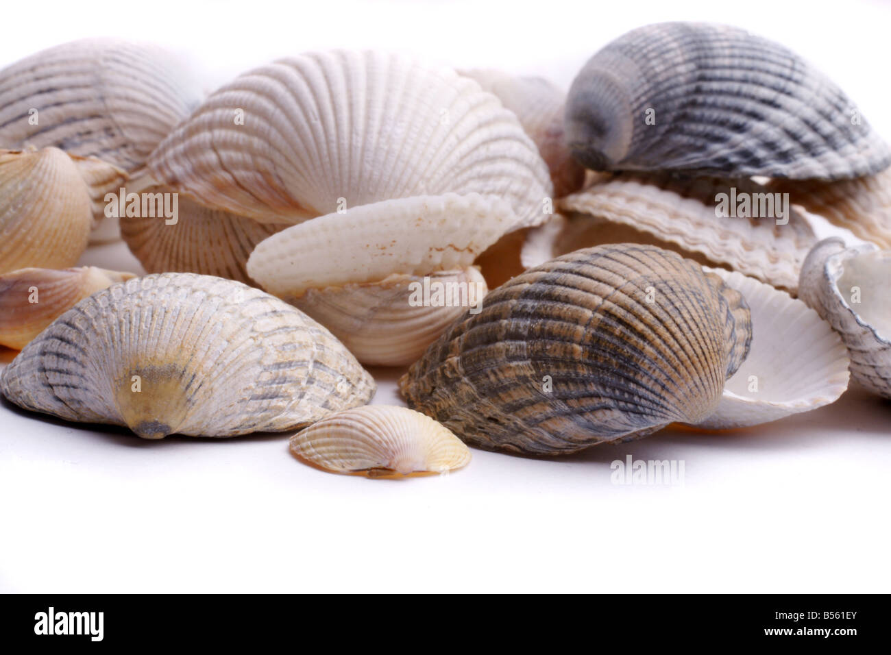 Shells from the North Sea Stock Photo - Alamy
