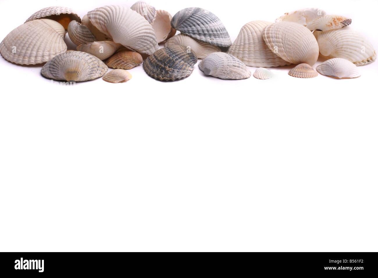 background made with seashells Stock Photo - Alamy