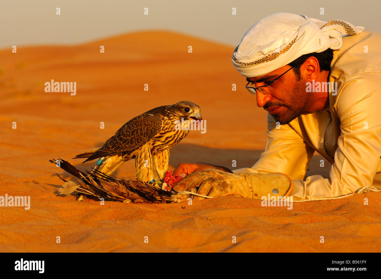 Arab falconer feeding his Gyr Falcon, Dubai, United Arab Emirates, UAE ...