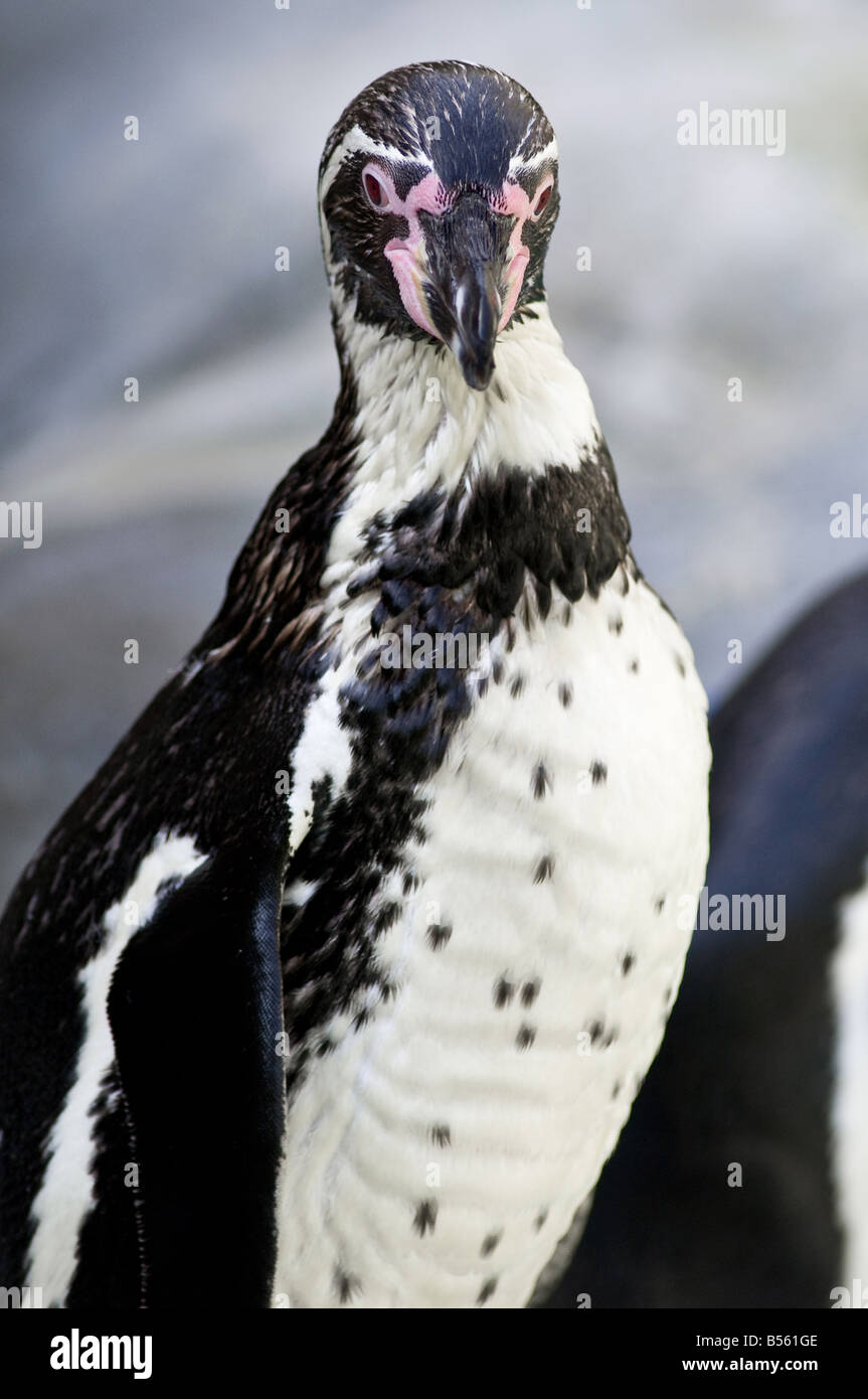 Single penguin at the zoo Stock Photo - Alamy