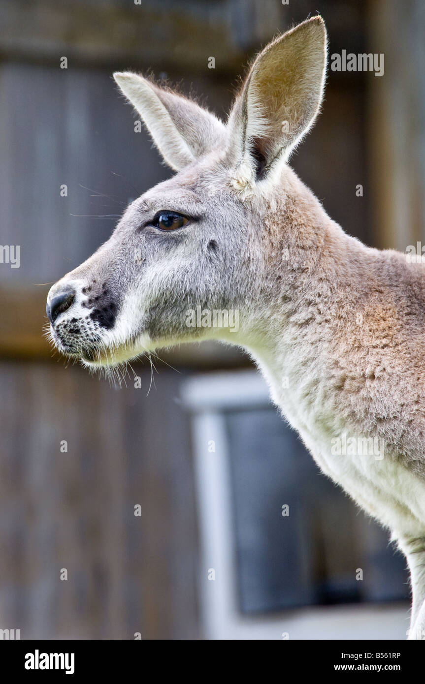 Kanga hi-res stock photography and images - Alamy