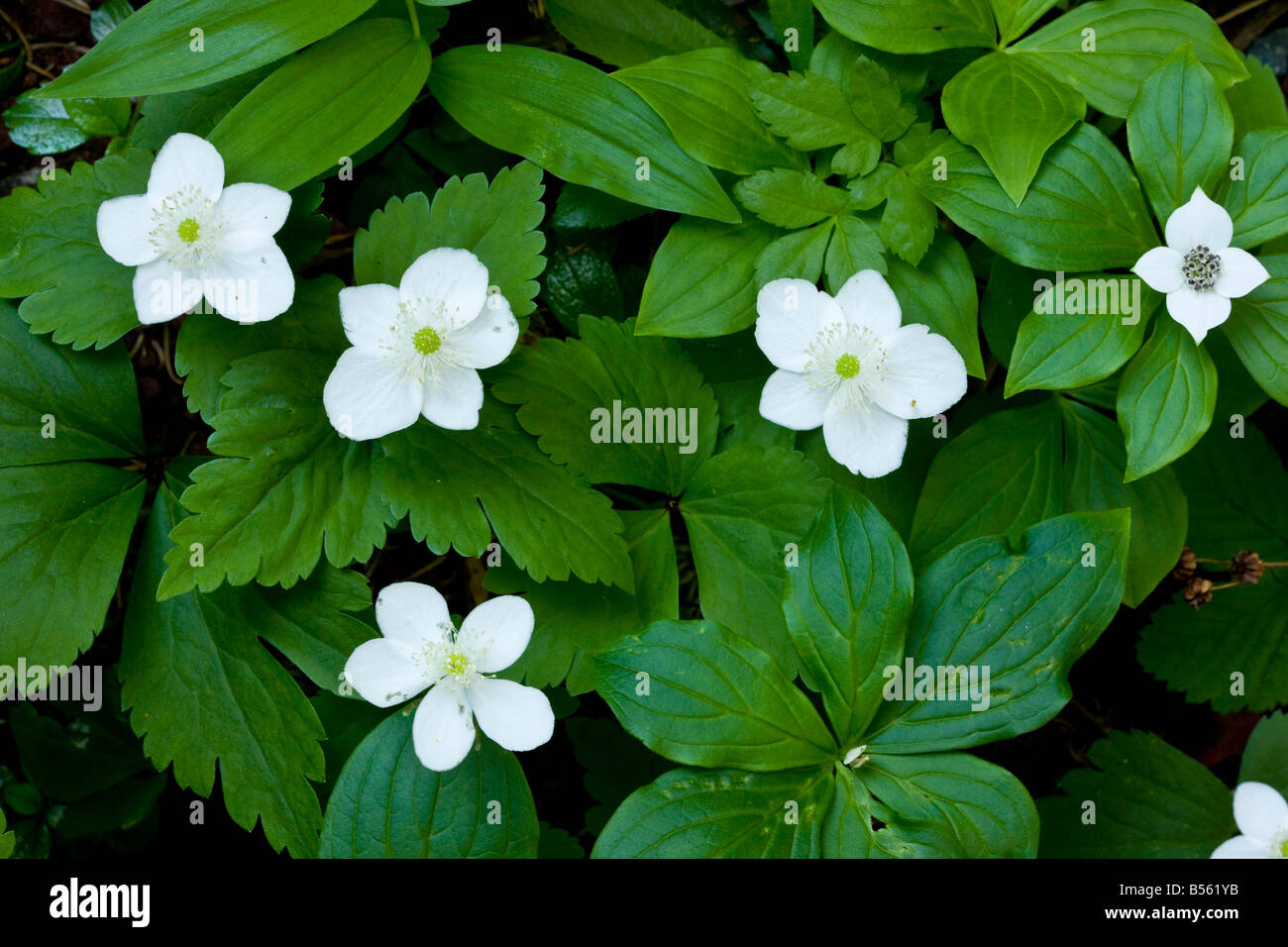 Columbian windflower hi-res stock photography and images - Alamy