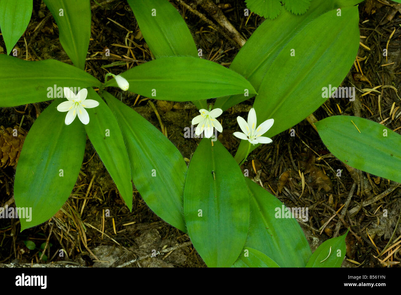 Queens cup flower hi-res stock photography and images - Alamy