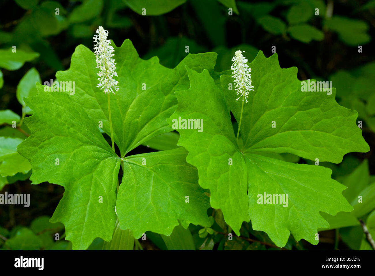 Vanilla leaf achlys triphylla hi-res stock photography and images - Alamy