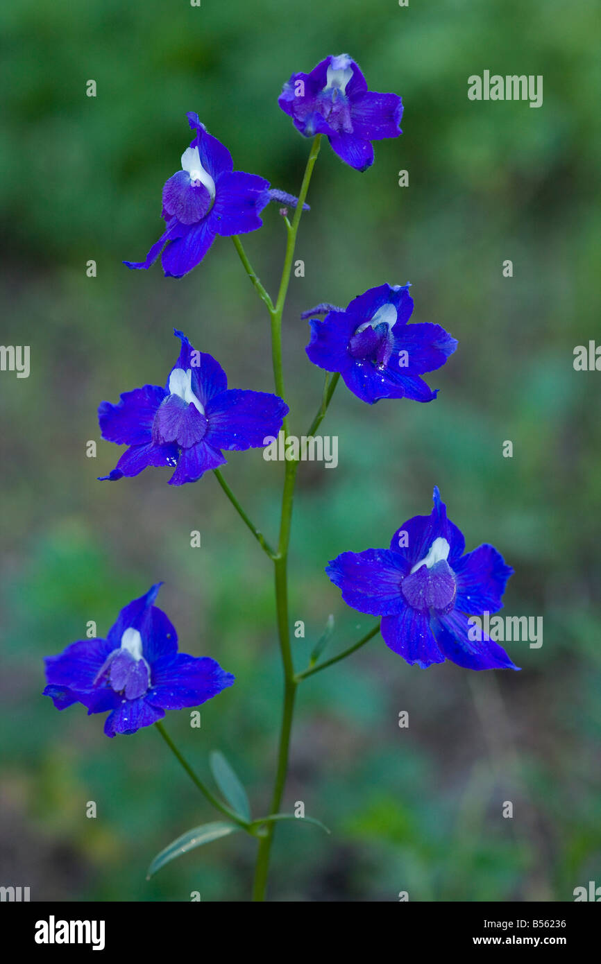 Menzies Larkspur Delphinium menziesii Cone Peak Cascade Mounts Oregon ...